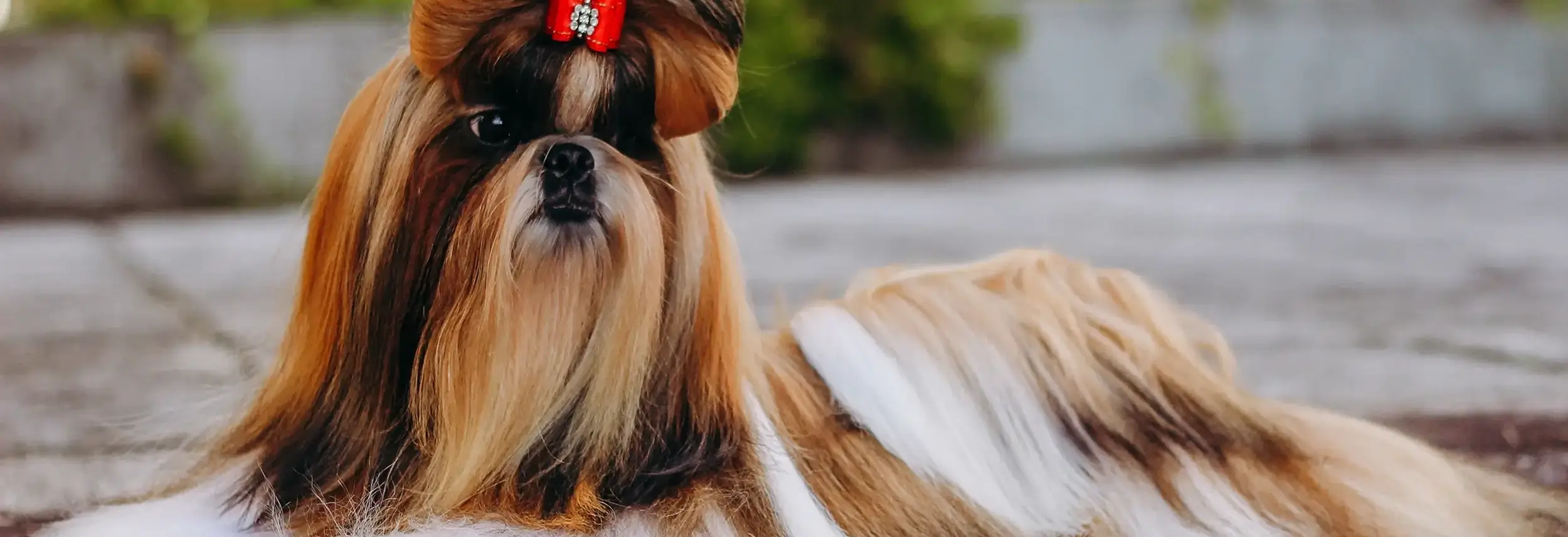 Partnerships | Sniff and Wiggles Dog Resort in Petaluma, CA