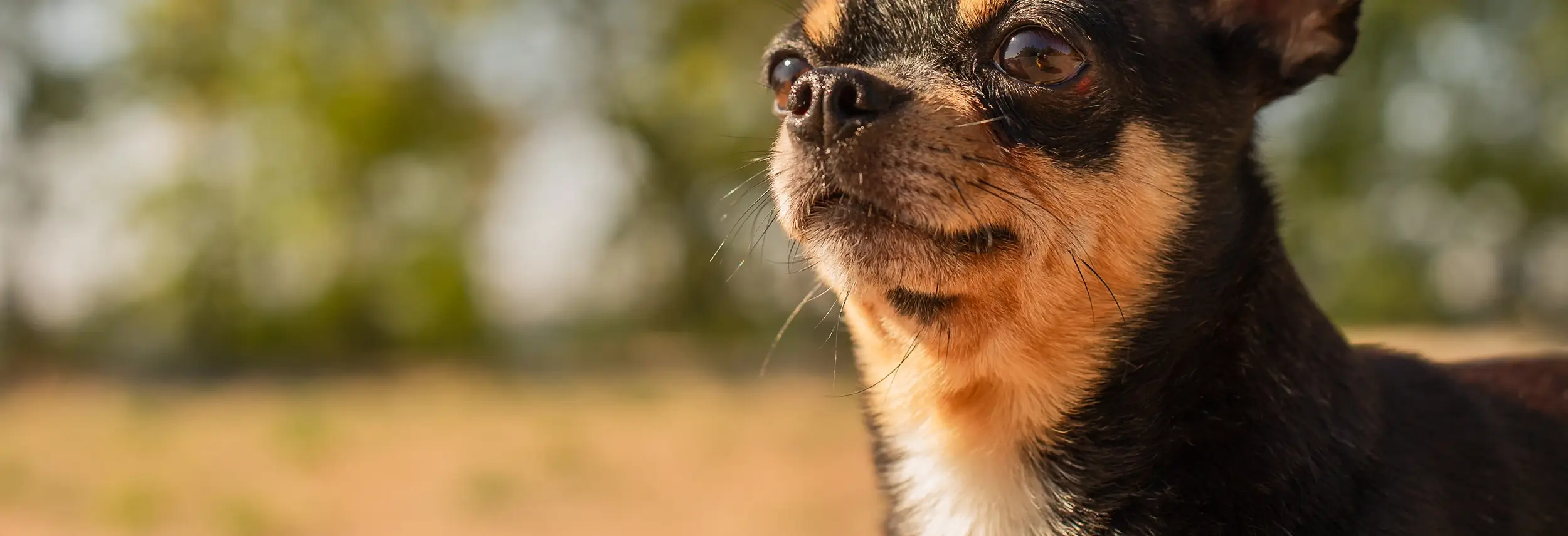 Small Dog Daycare | Sniff and Wiggles Dog Resort in Petaluma, CA